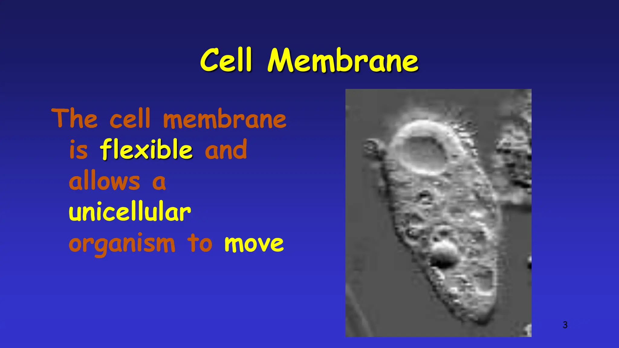 Plasma Membrane or Cell Membrane (Outer Layer in Animal Cells) | PPTX