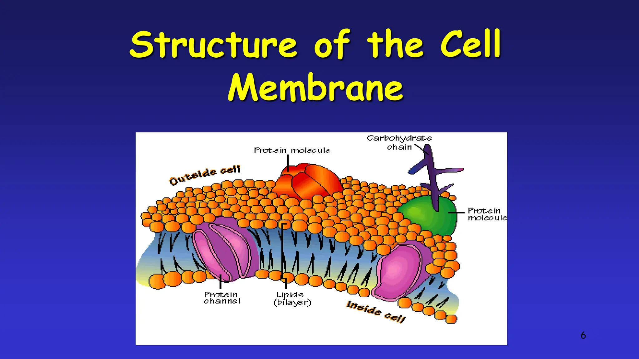 Plasma Membrane or Cell Membrane (Outer Layer in Animal Cells) | PPT