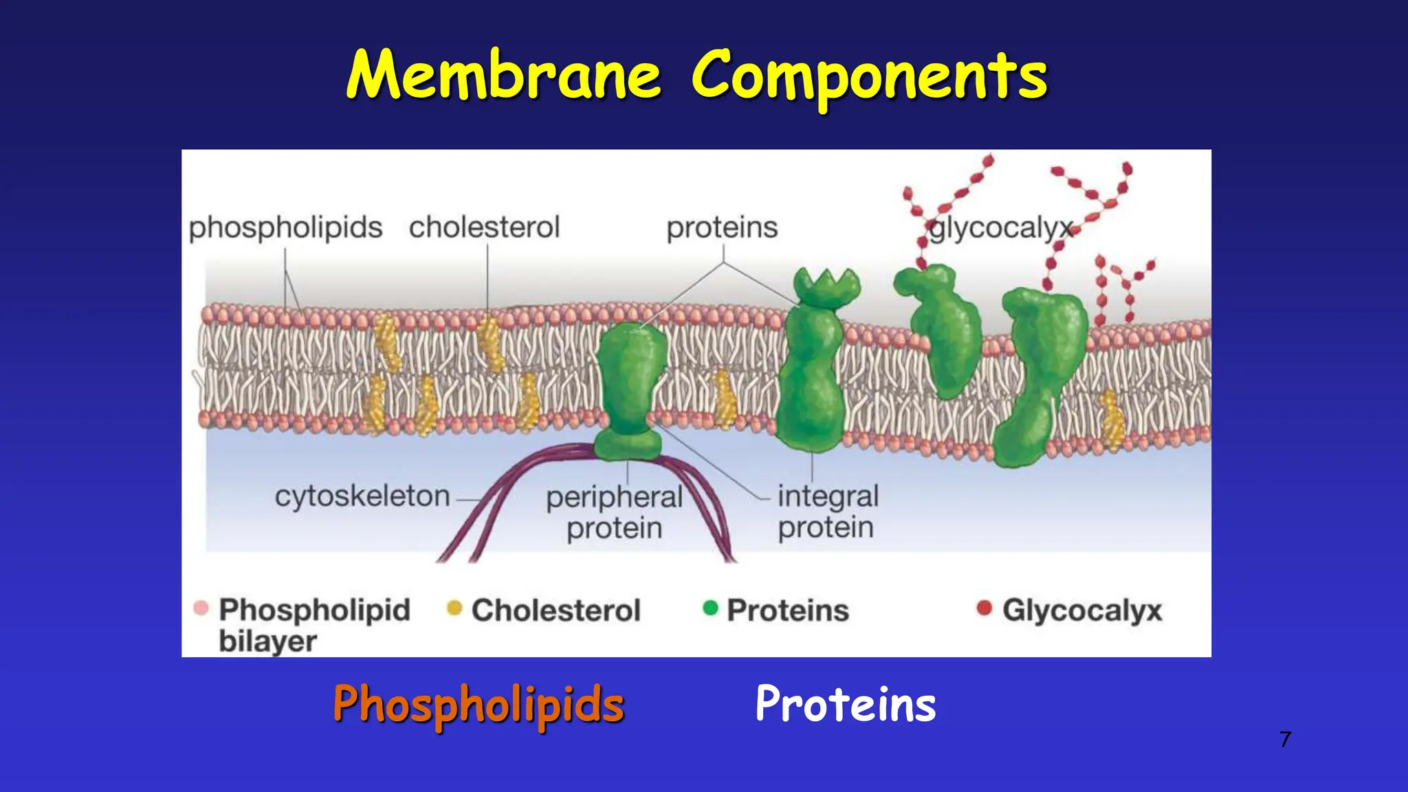 Plasma Membrane or Cell Membrane (Outer Layer in Animal Cells) | PPTX
