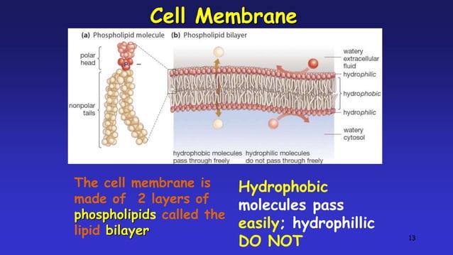 Plasma Membrane or Cell Membrane (Outer Layer in Animal Cells) | PPT