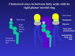 Plasma Membrane structure and normal functions | PPT