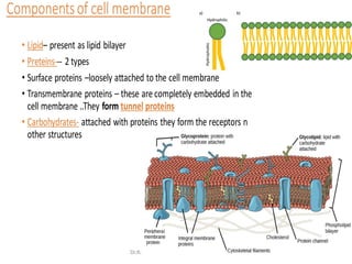 PLASMA MEMBRANE STRUCTURE AND FUNCTIONS | PPT