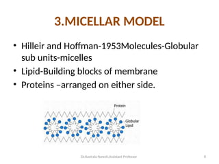 PLASMA MEMBRANE STRUCTURE AND FUNCTIONS | PPT