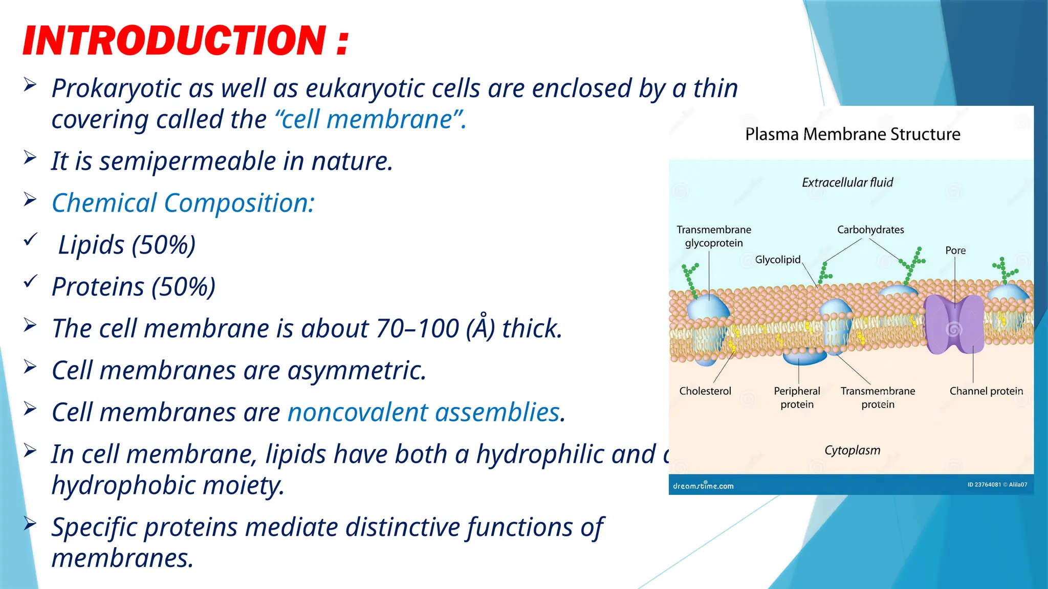 PLASMA MEMBRANE: models to describe its structure | PPT