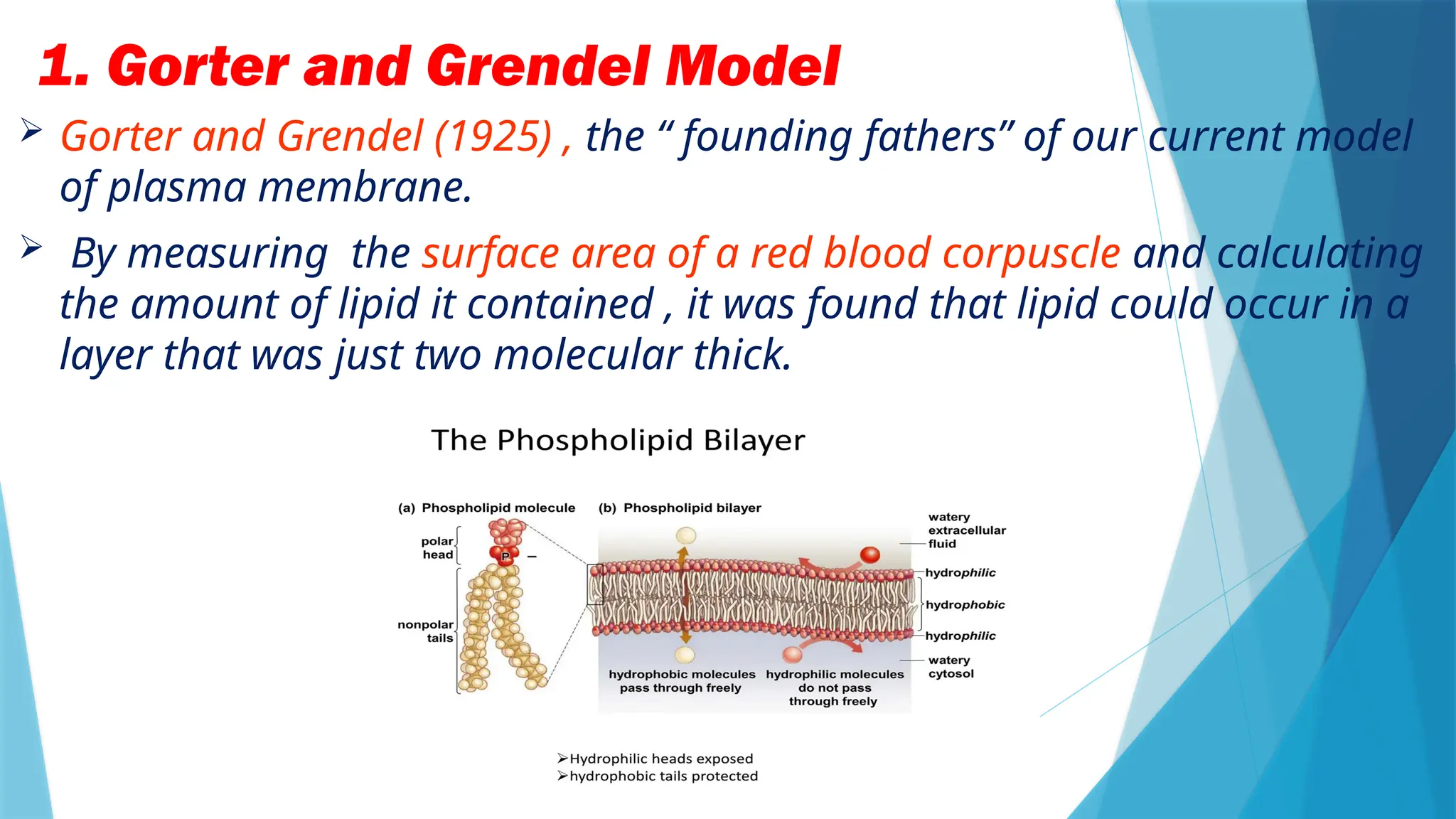 PLASMA MEMBRANE: models to describe its structure | PPT