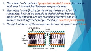PLASMA MEMBRANE: models to describe its structure | PPT