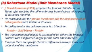 PLASMA MEMBRANE: models to describe its structure | PPT