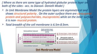 PLASMA MEMBRANE: models to describe its structure | PPT