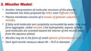 PLASMA MEMBRANE: models to describe its structure | PPT