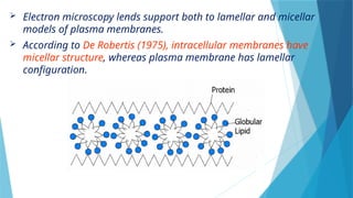 PLASMA MEMBRANE: models to describe its structure | PPT