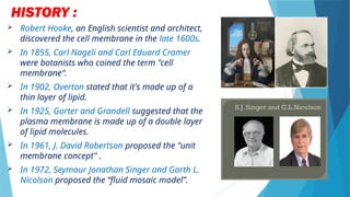 PLASMA MEMBRANE: models to describe its structure | PPT