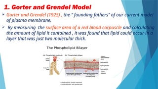 PLASMA MEMBRANE: models to describe its structure | PPT