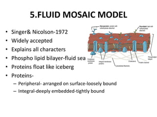 PLASMA MEMBRANE STRUCTURE AND FUNCTIONS | PDF