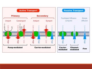 Transport system - Active transport, Passive transport .pptx