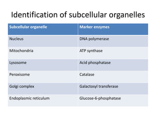 Plasma membrane (1).pptx