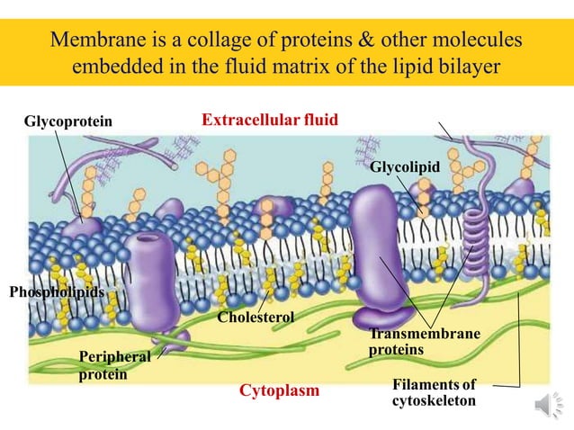 Plasma membrane and_transport system | PPT