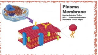 Plasma Membrane PPT by --Darshan Thakre MSc -1 Govt. Institute Of ...