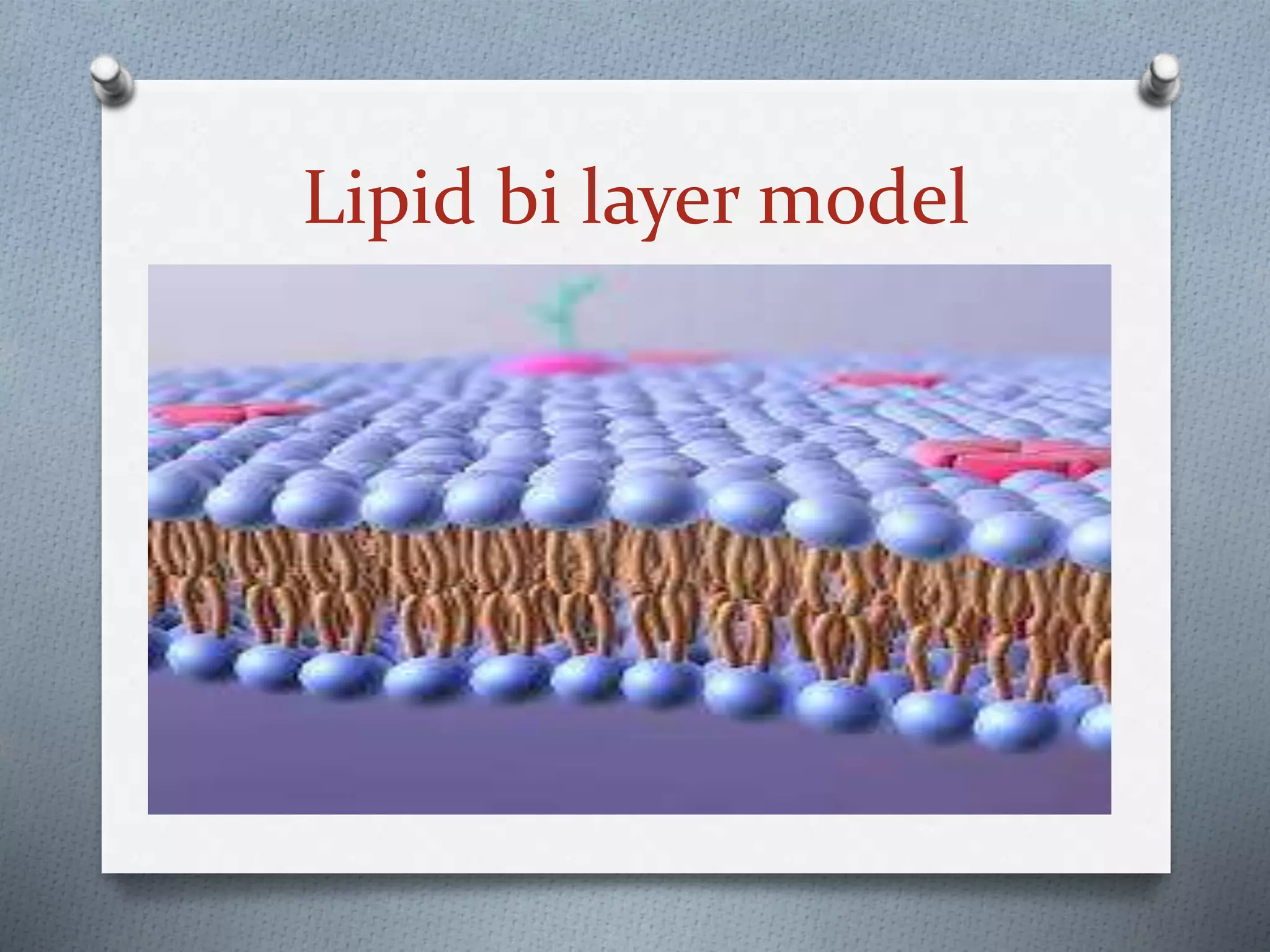 Plasma membrane structure | PPT