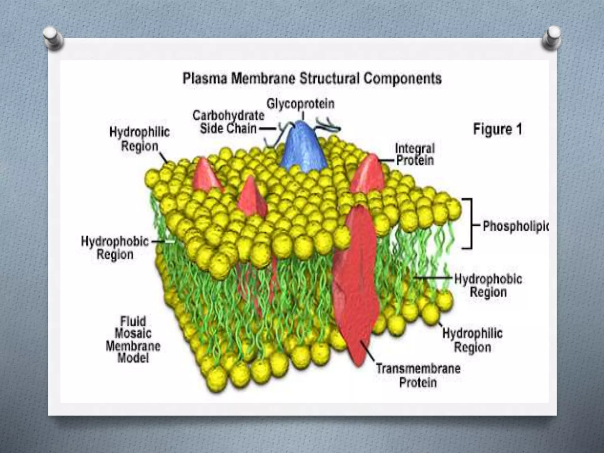 Plasma membrane structure | PPT