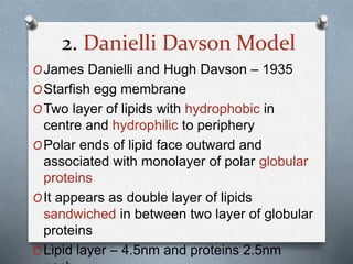 Plasma membrane structure | PPT