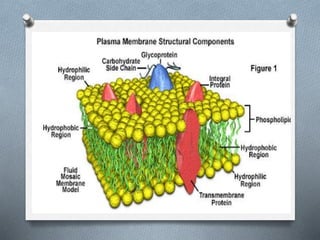 Plasma membrane structure | PPTX