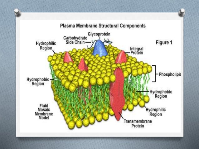 Plasma membrane structure | PPT