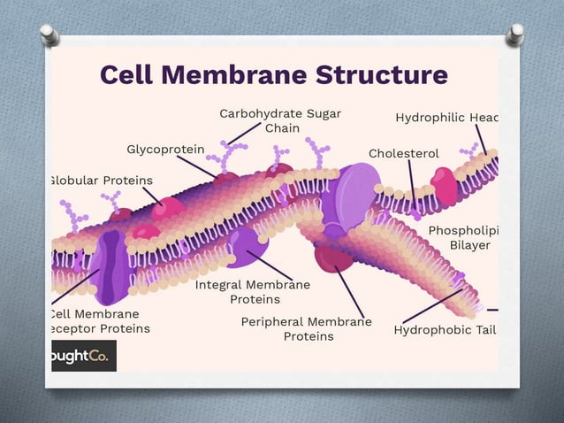 Plasma membrane structure | PPT