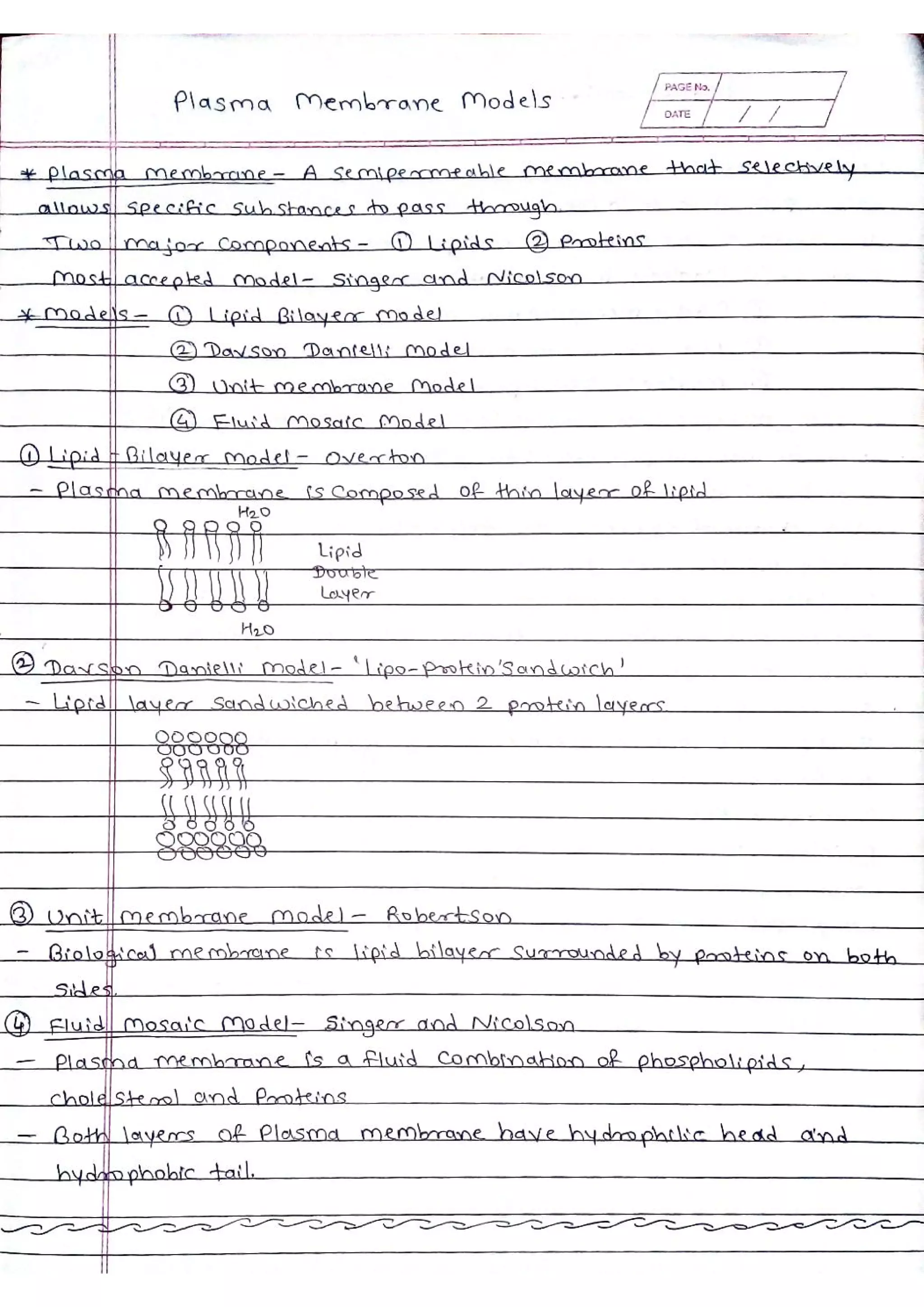 Plasma Membrane Models | PDF