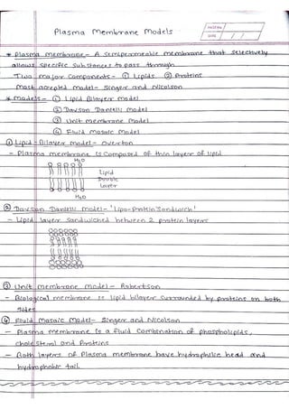 Plasma Membrane Models | PDF
