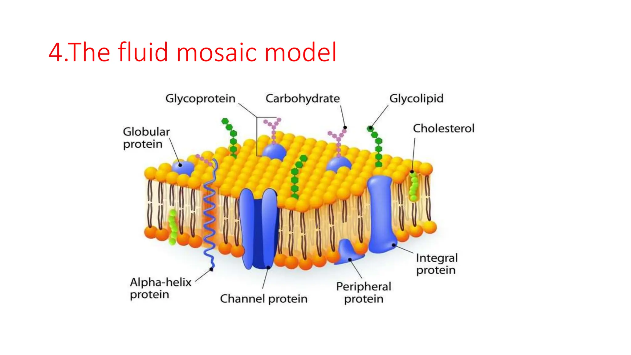 cell biology: Plasma Membrane models.pptx