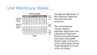cell biology: Plasma Membrane models.pptx