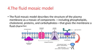 cell biology: Plasma Membrane models.pptx