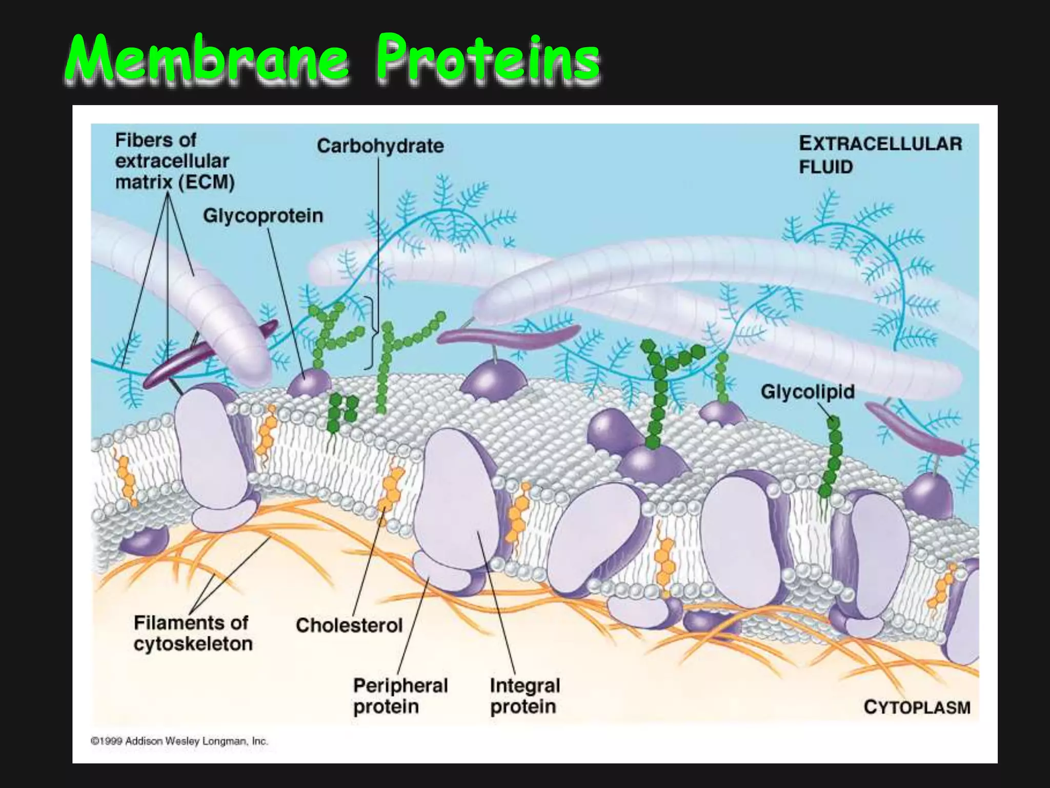 Plasma membrane - | PPSX