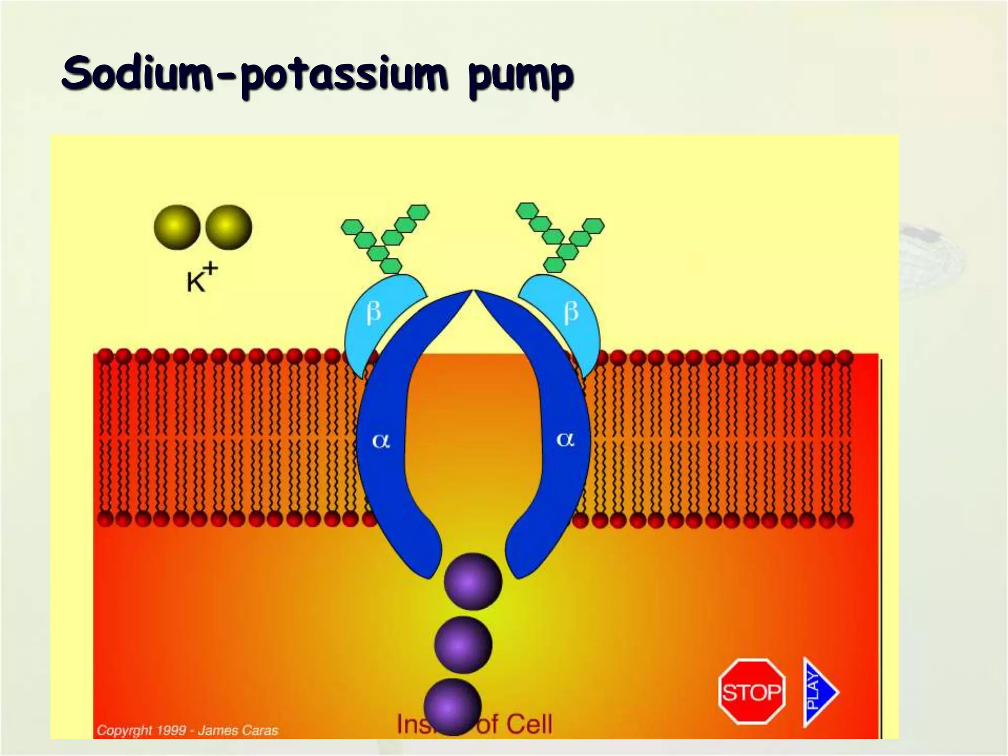 Plasma membrane - | PPSX