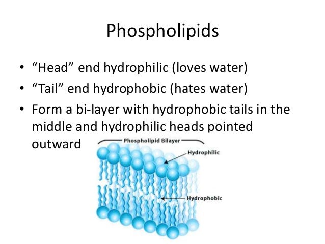 Plasma membrane notes
