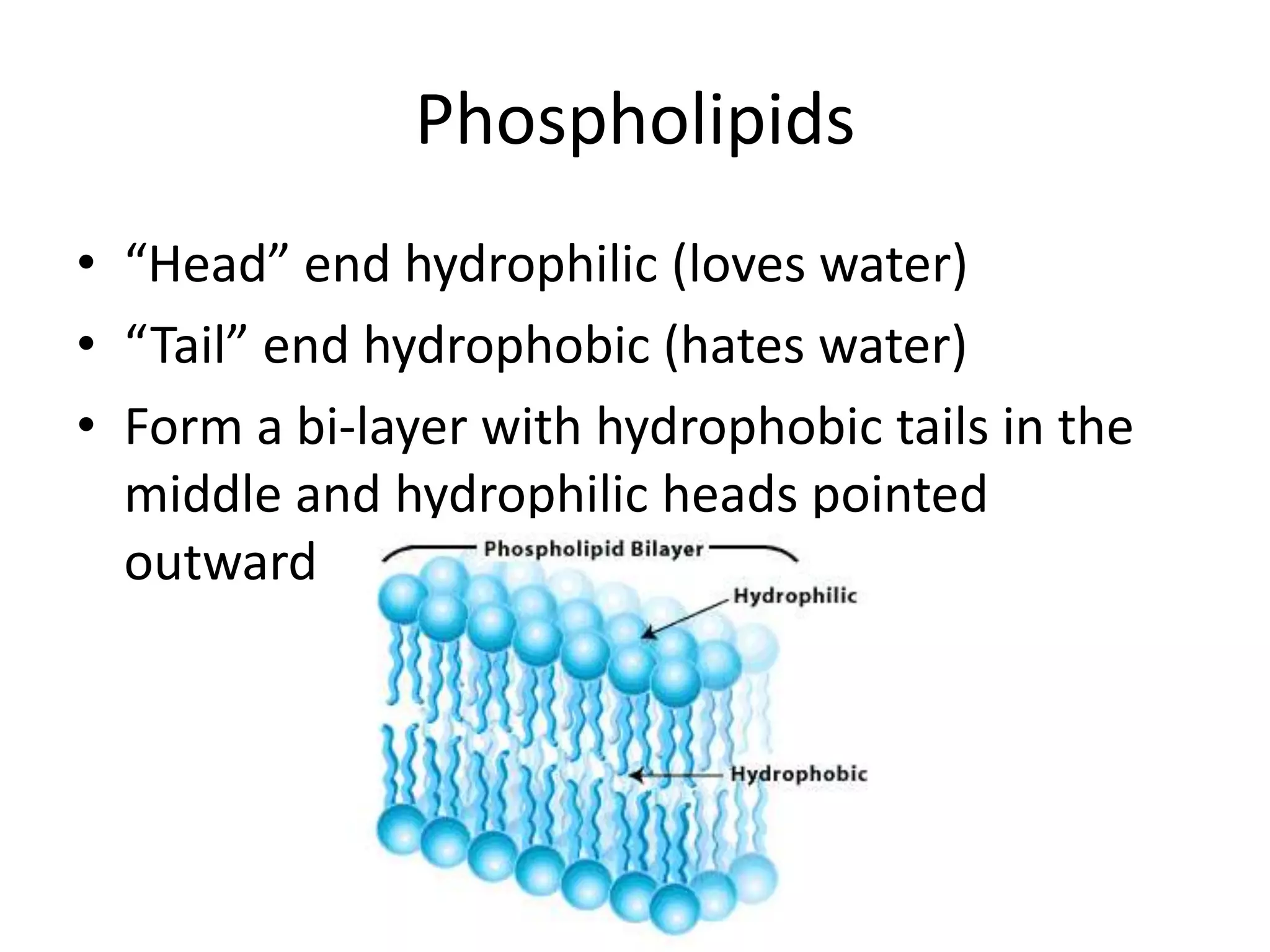 Plasma membrane notes | PPTX