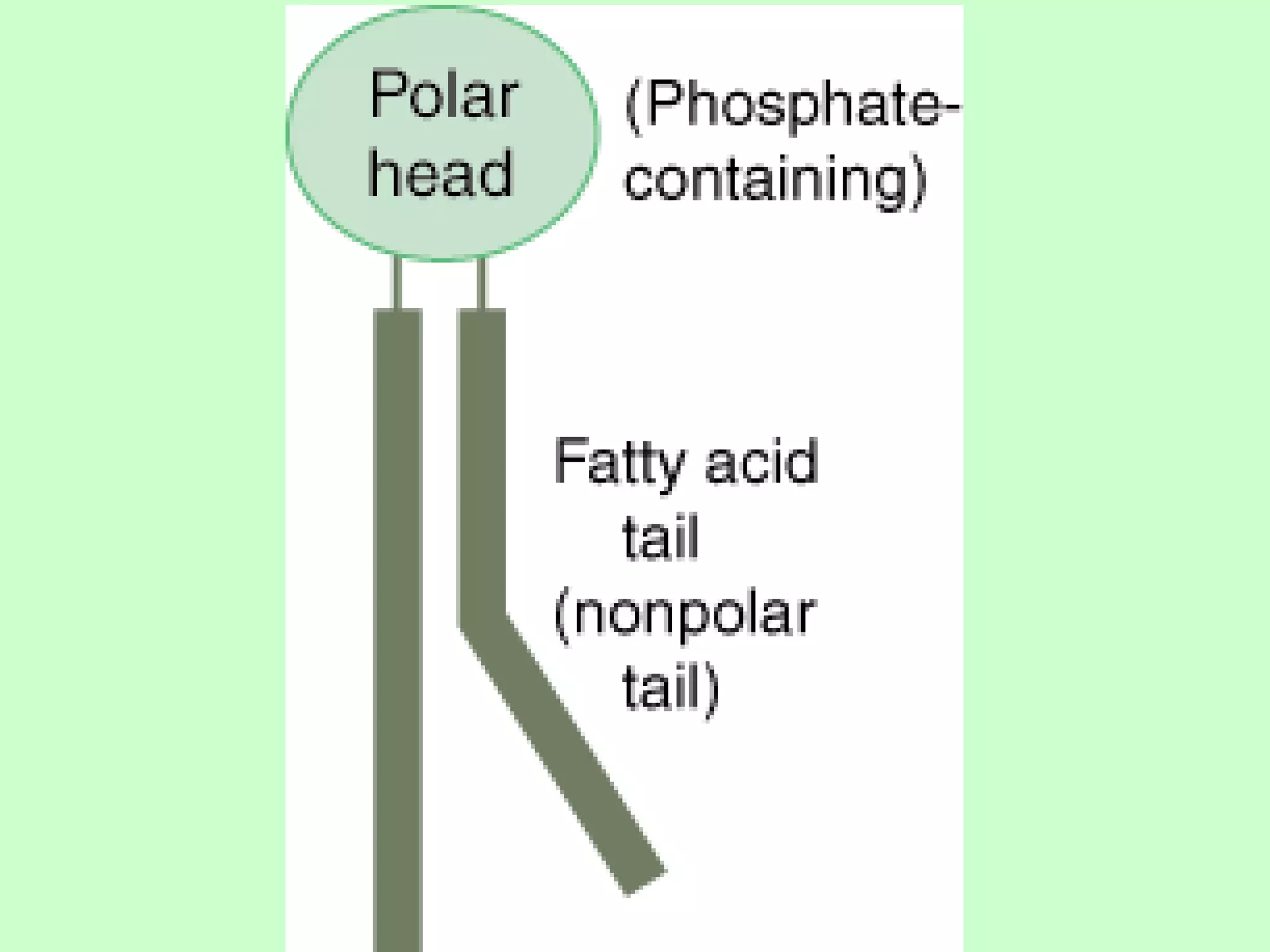 Plasma membrane notes (simple) | PPT | Chemistry | Science