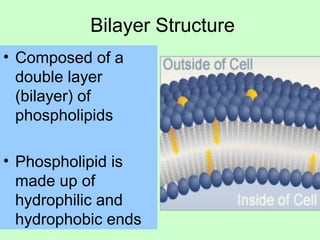 Simple Phospholipid Bilayer