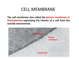 Plasma membrane or cell membrane (2).pptx