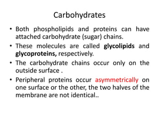 Plasma membrane or cell membrane (2).pptx