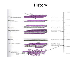 Plasma membrane or cell membrane (2).pptx