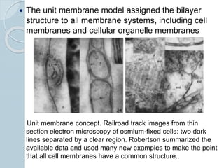 Plasma membrane - The Nature protection from the outside world | PPTX