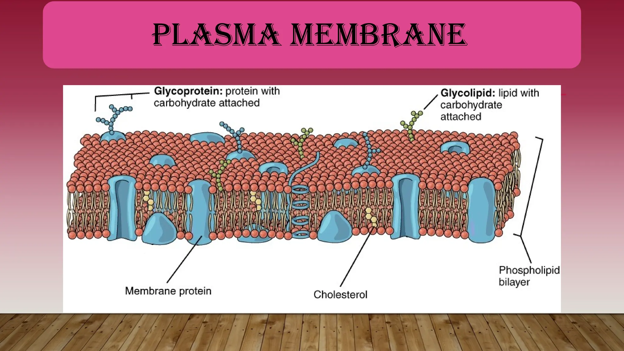 plasma membrane ppt by pradeep dhakar.pptx