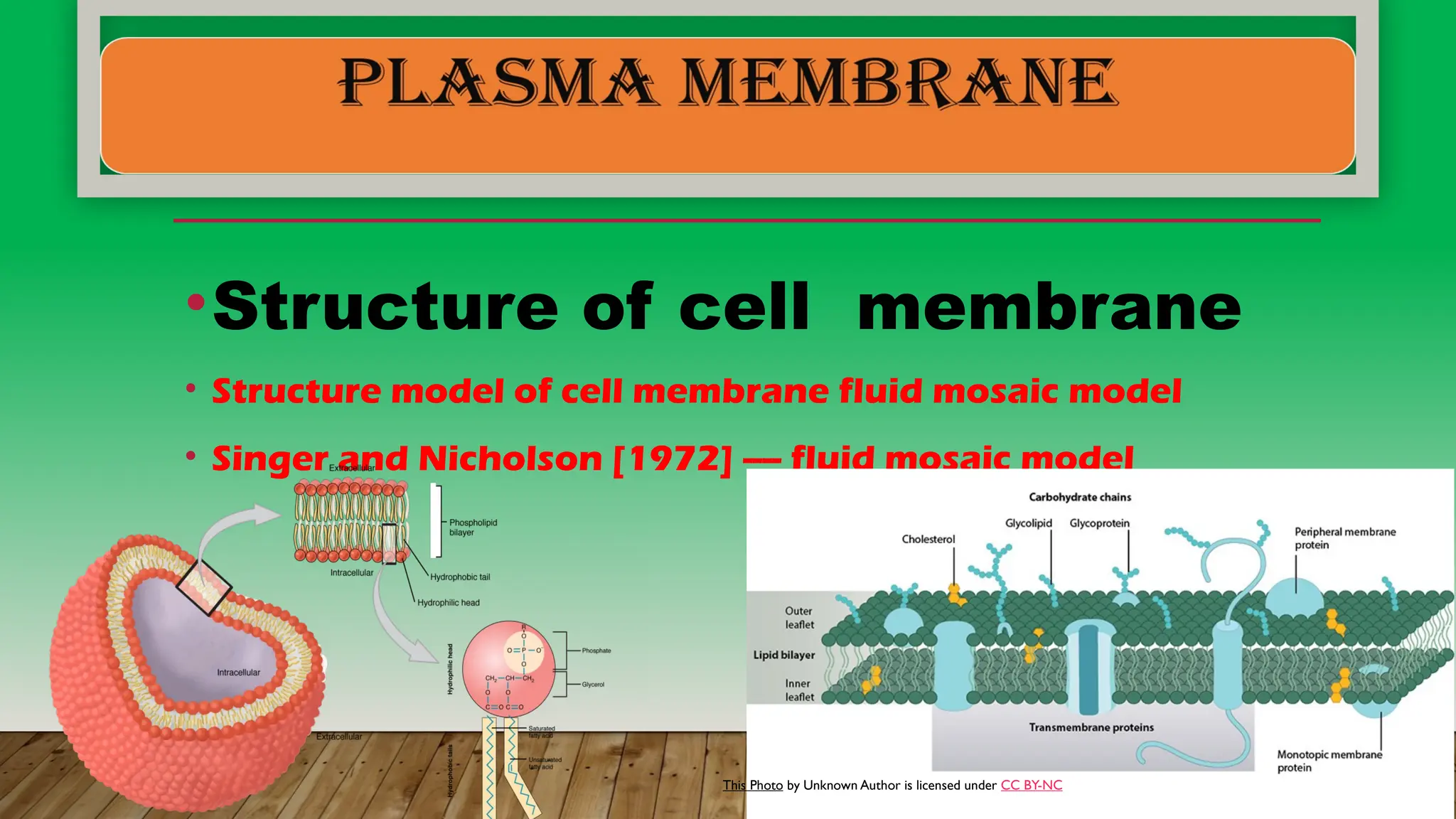 plasma membrane ppt by pradeep dhakar.pptx