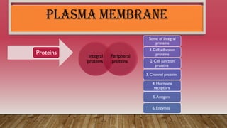 plasma membrane ppt by pradeep dhakar.pptx
