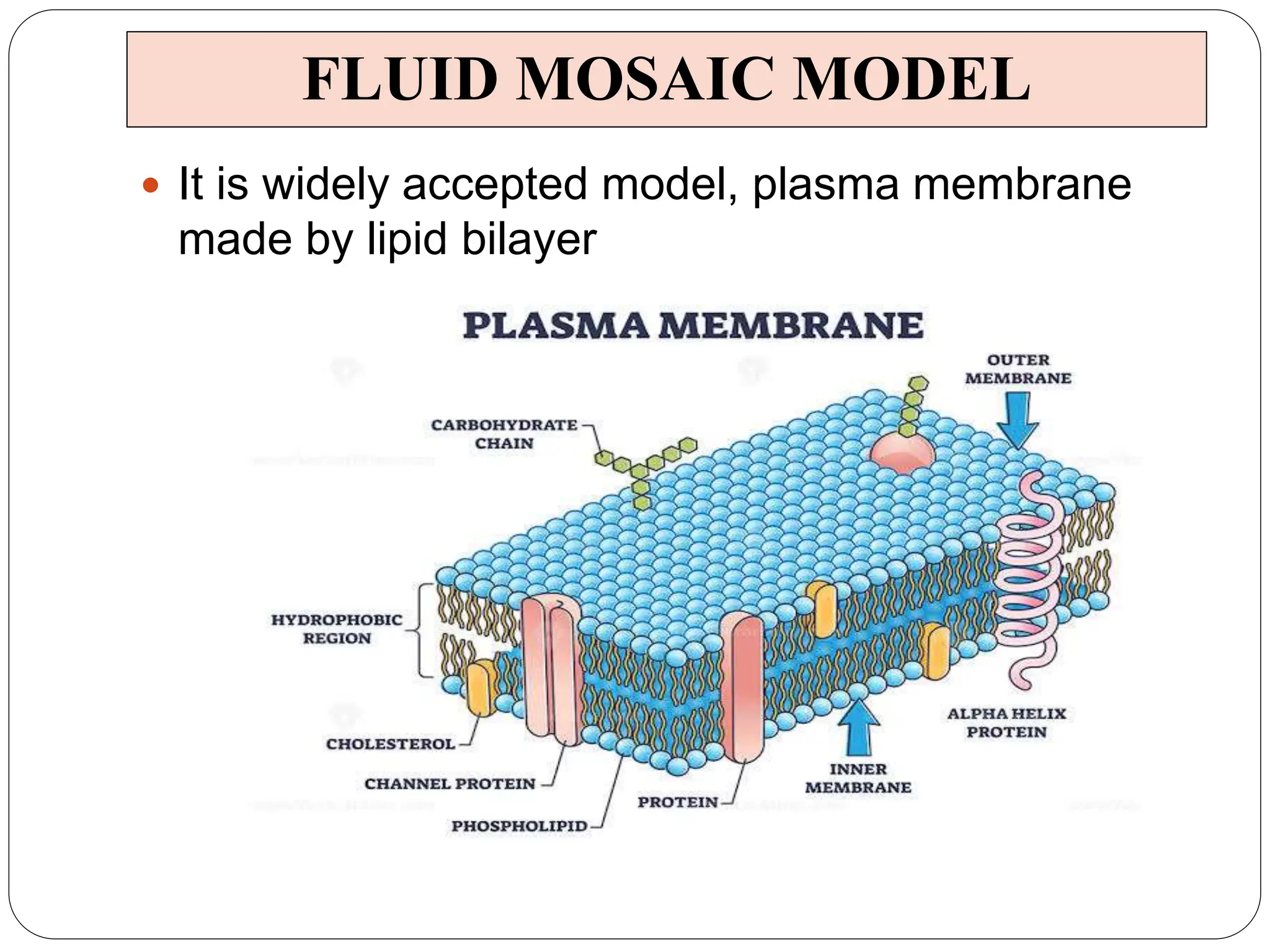 plasma membrane | PPTX