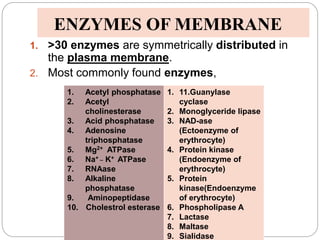 plasma membrane | PPT
