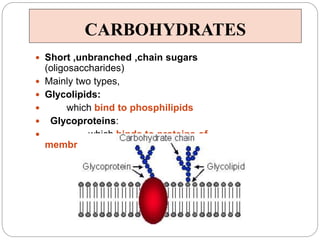 plasma membrane | PPT