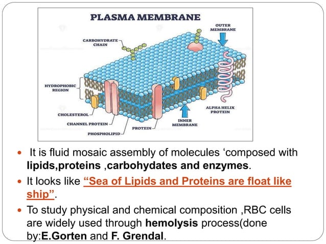 plasma membrane | PPT