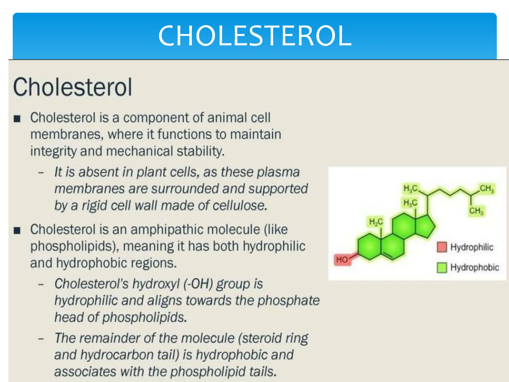 Plasma membrane presentation22q222 .pptx